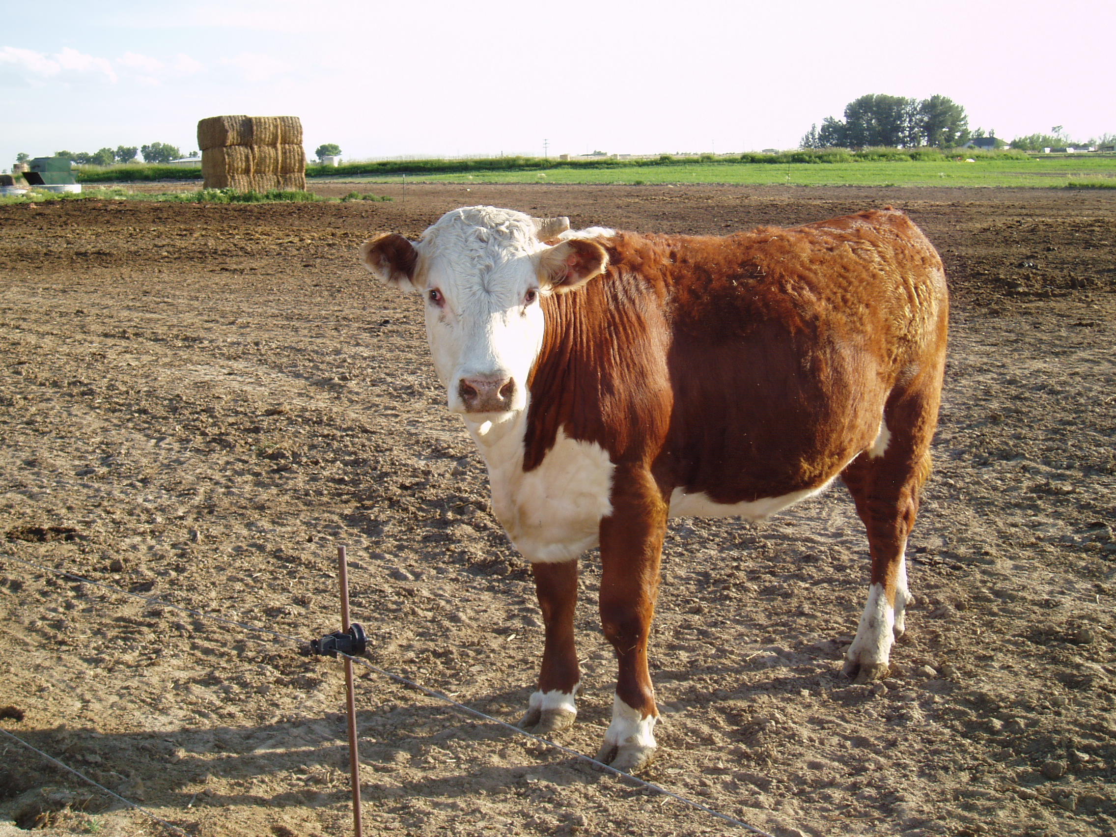 Jam on it – The Greener Biener