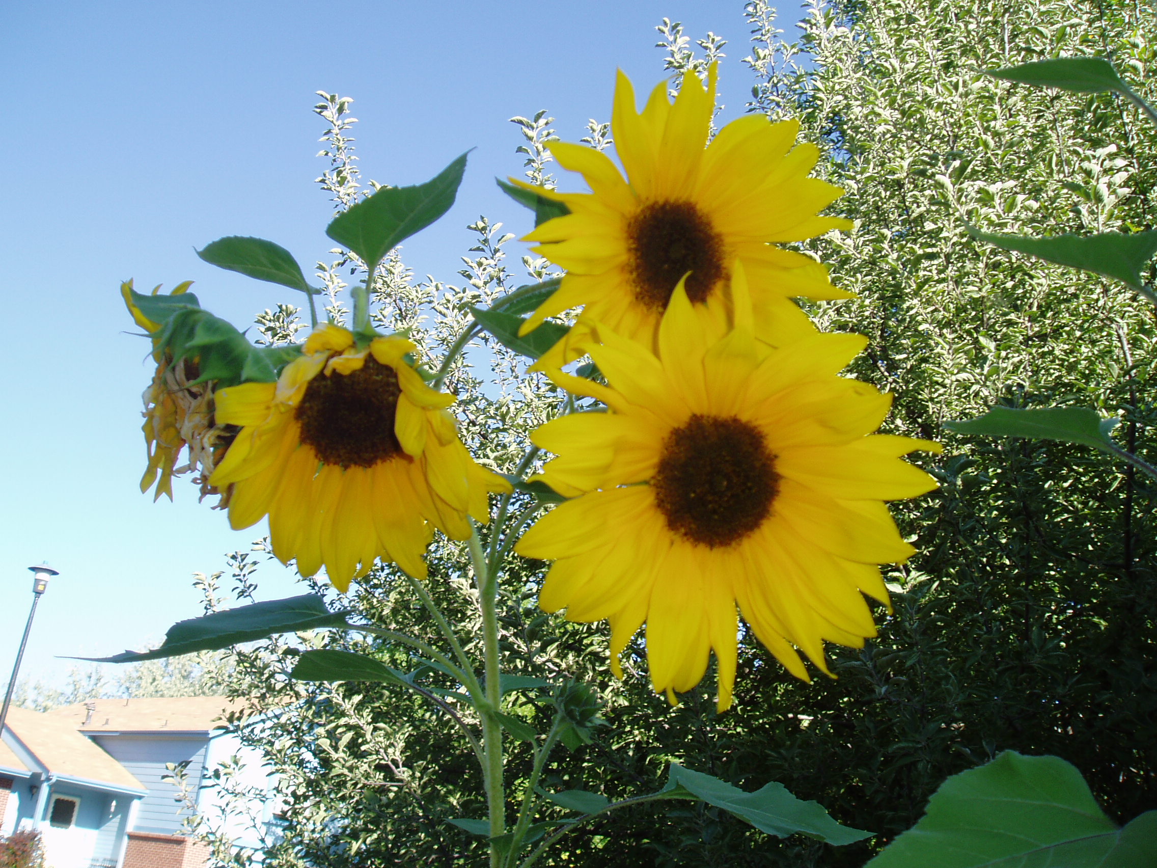 Hello Happy Autumn – The Greener Biener